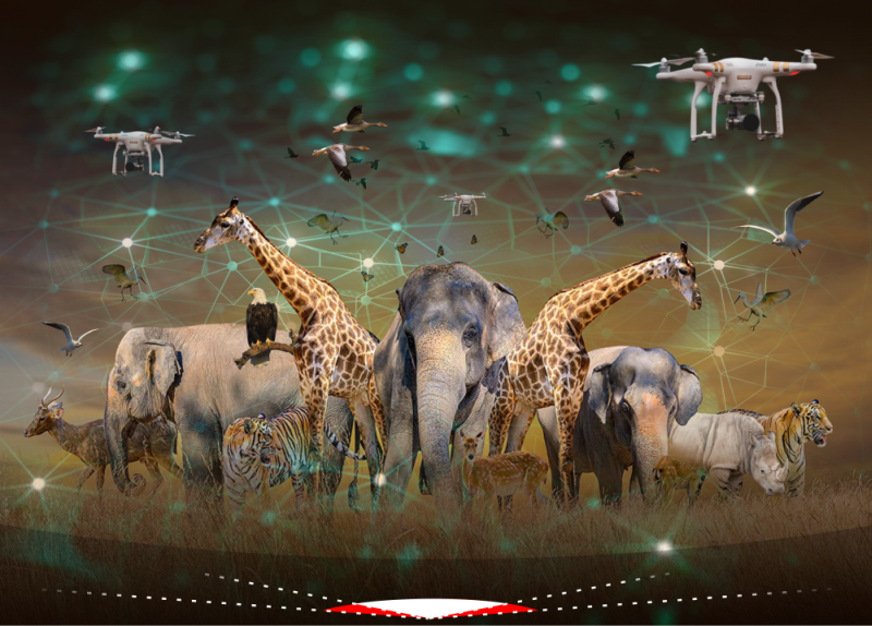 How AI is Revolutionizing Wildlife Conservation