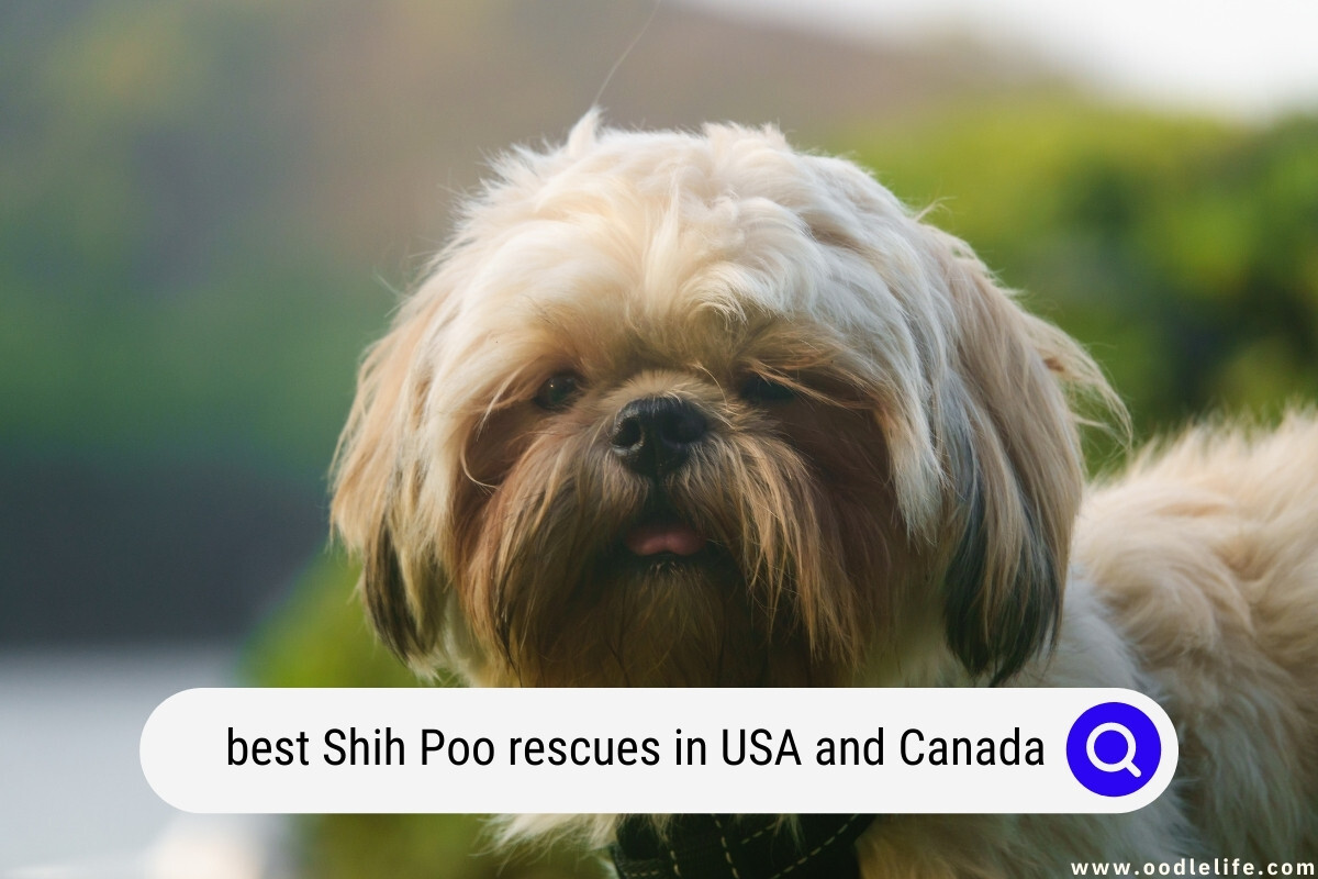 Best Shih Poo Rescues in USA and Canada (2024)