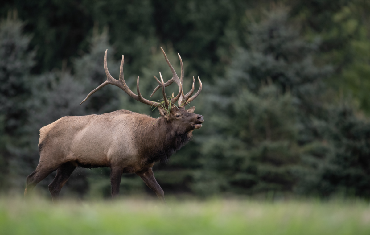 Wisconsin Elk Conservation History