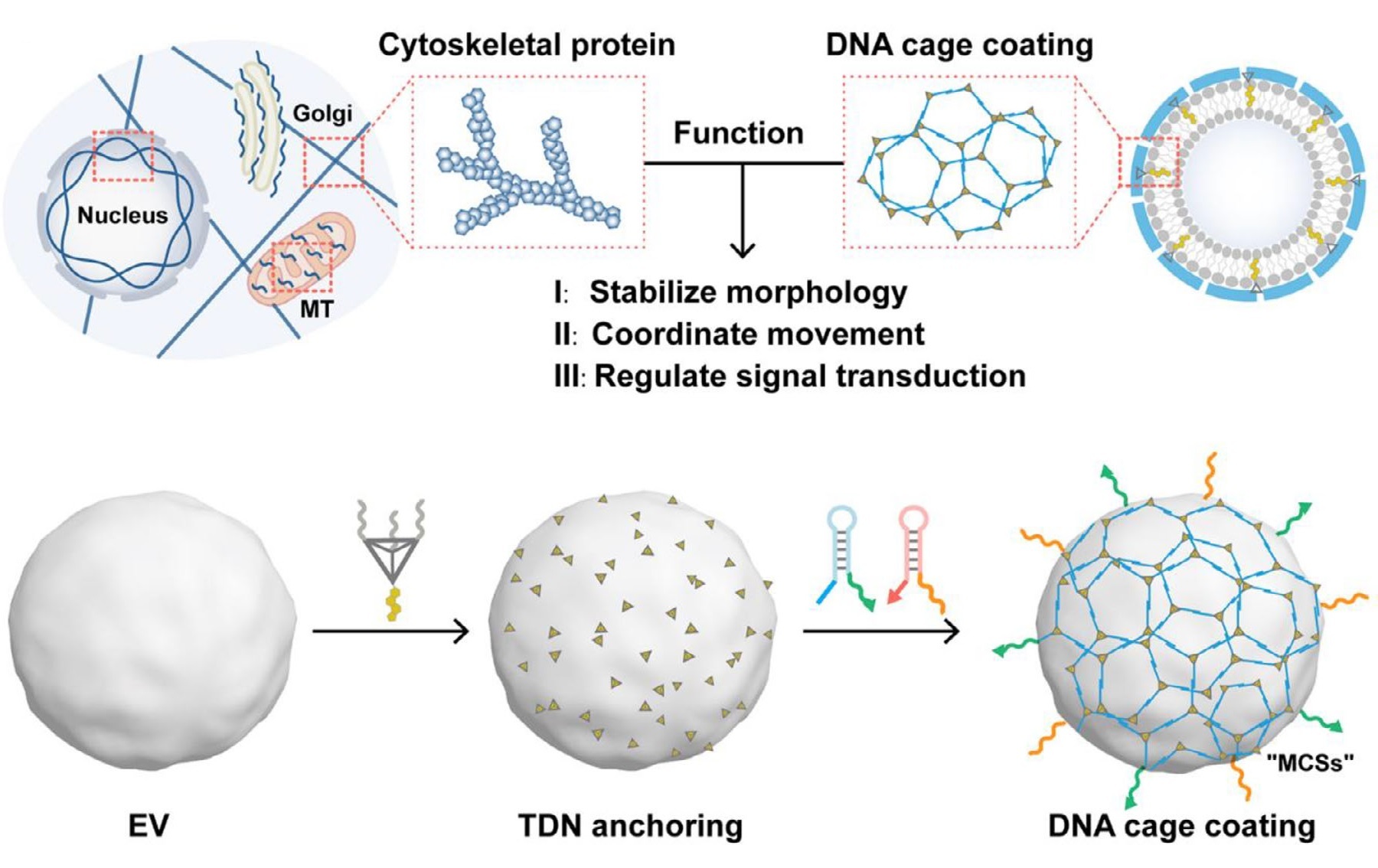 DNA Nanocages: Synthetic Organelles Redefine Cellular Engineering!