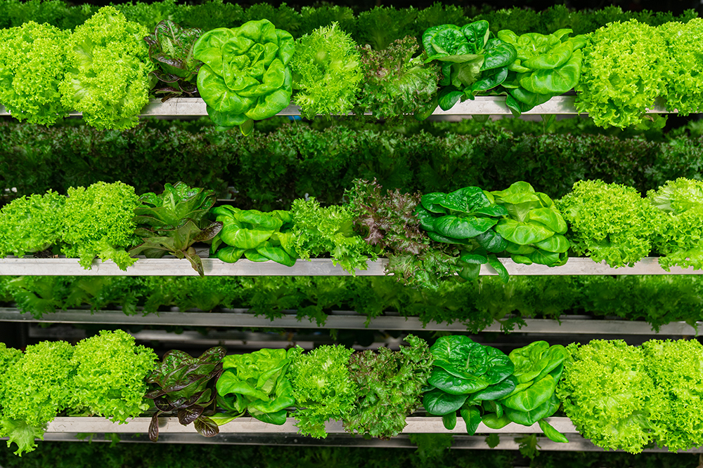 Farming up: the future of vertical farms in the Fraser Valley
