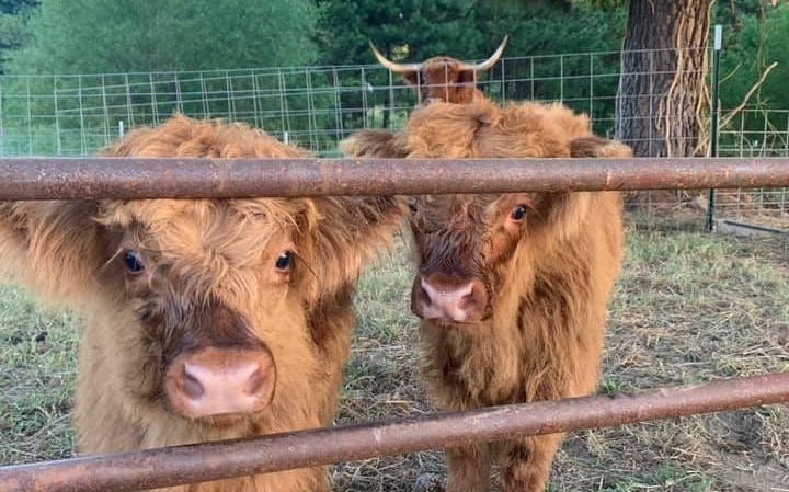 Hatch Farm Hosts Second Annual Peach Festival & Scottish Highland Showcase