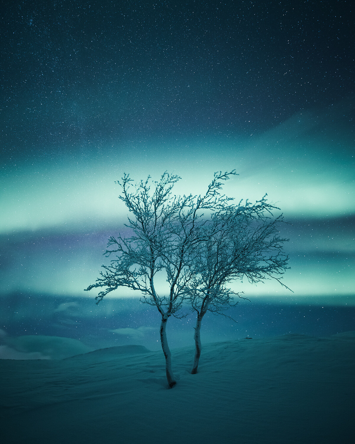Stunning Trees Of The North, Photographed By Mikko Lagerstedt