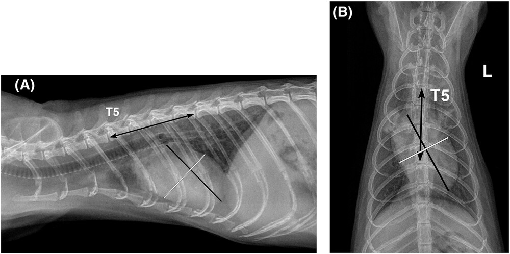 Radiographic Detection of Cardiomegaly in Ferrets: A Study on the ...