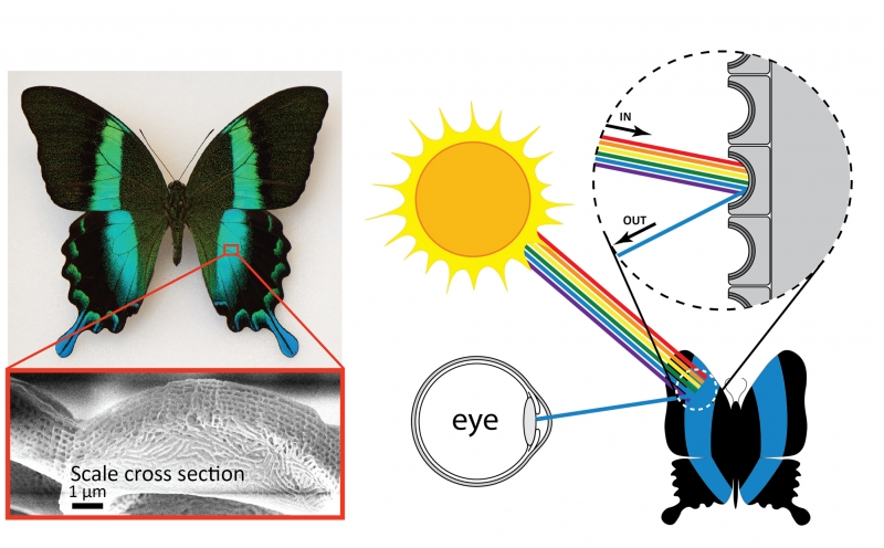 How do chameleons change color? Photonic crystals, duh.
