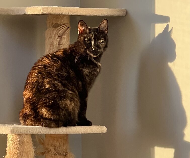Cleopatra is Tortie of the Week