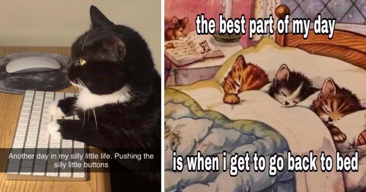 23 Funniest Cat Memes That Are All Too Relatable 😂