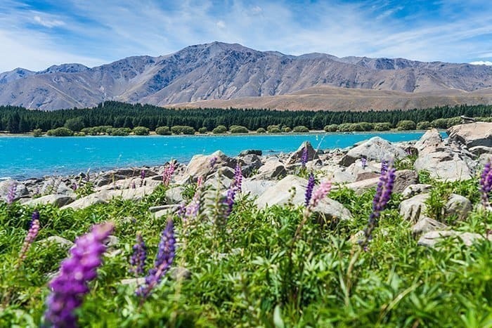 Christchurch to Lake Tekapo & Lake Pukaki Guide [UPDATED FOR 2023]