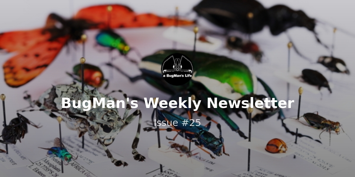 Insect Collections and their importance - Issue #25