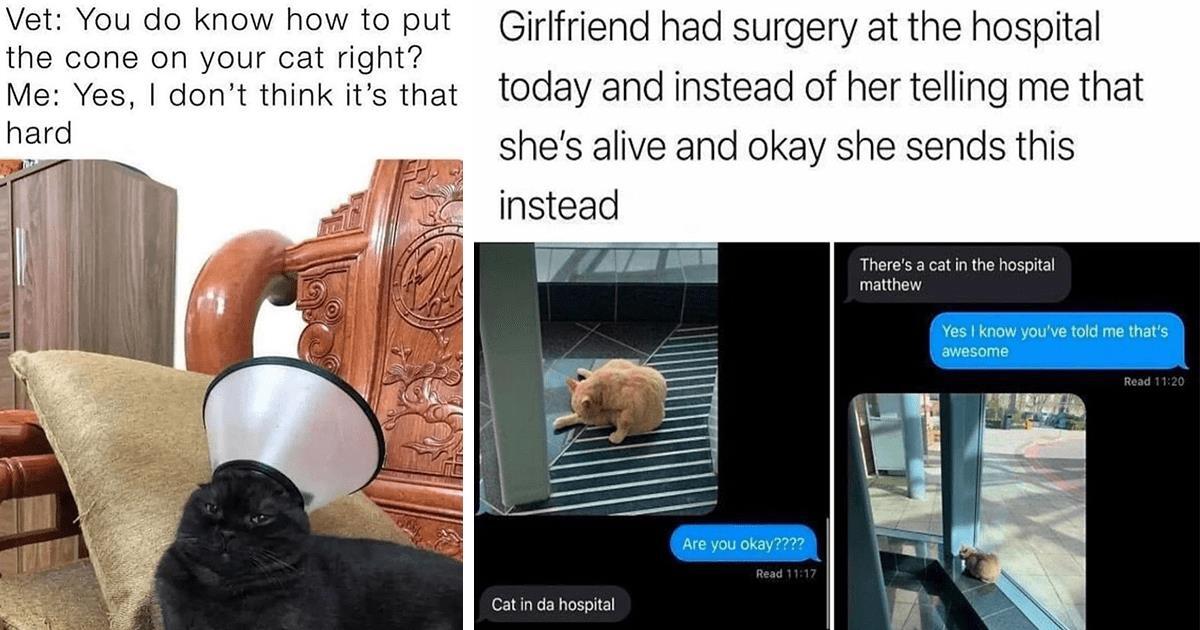 Caturday Memes Galore & Purrfect Feline Funnies 📥😹