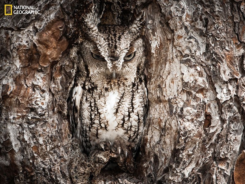 Owl in Charge