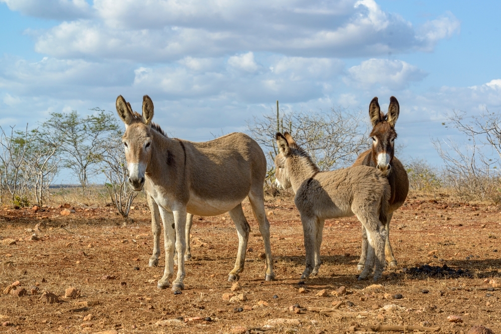 Chinese demand for donkey skin raises extinction concerns in Brazil