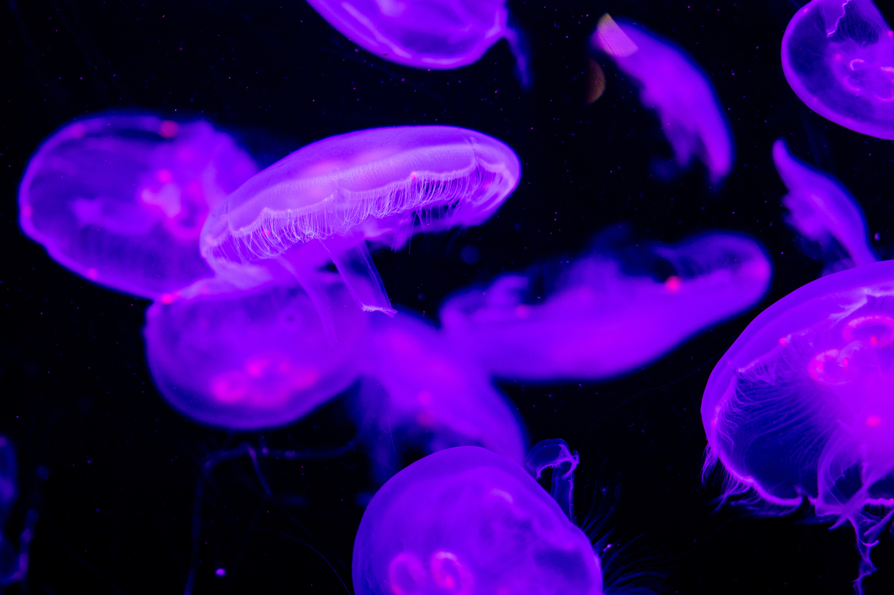 Fri. June 9 - Behind the walls of water at the Salish Sea Centre