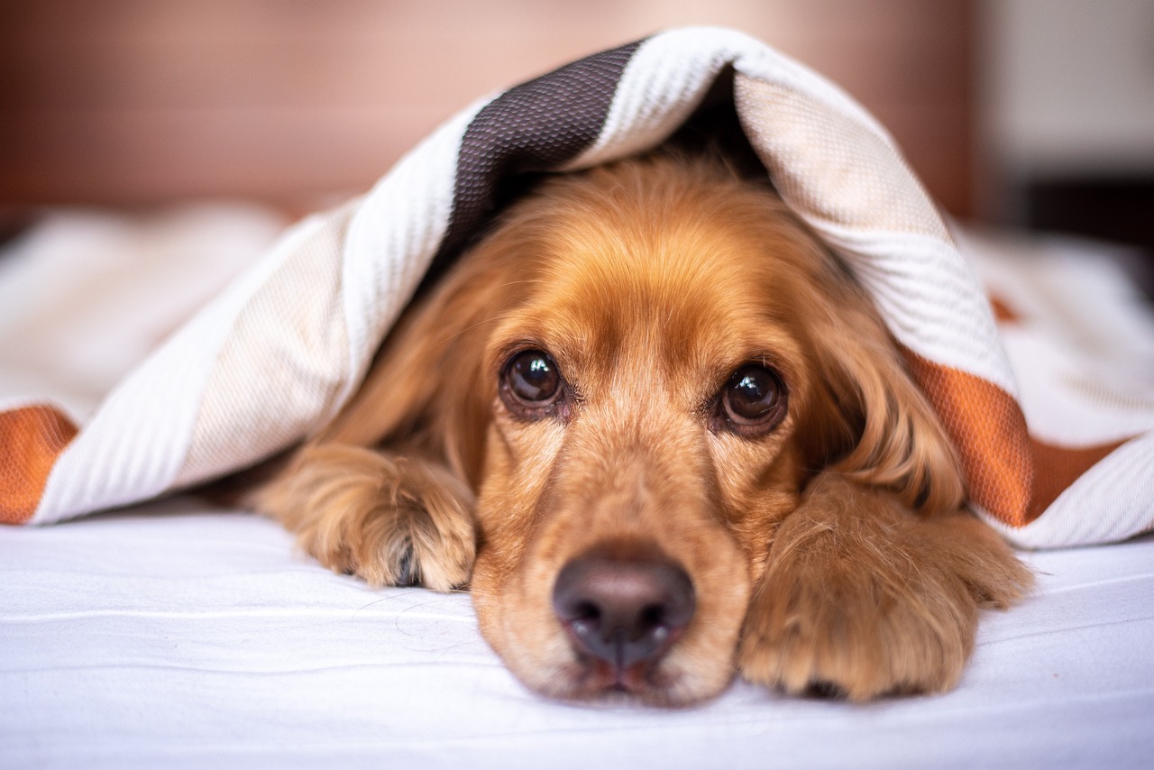 How to Manage Separation Anxiety in Dogs