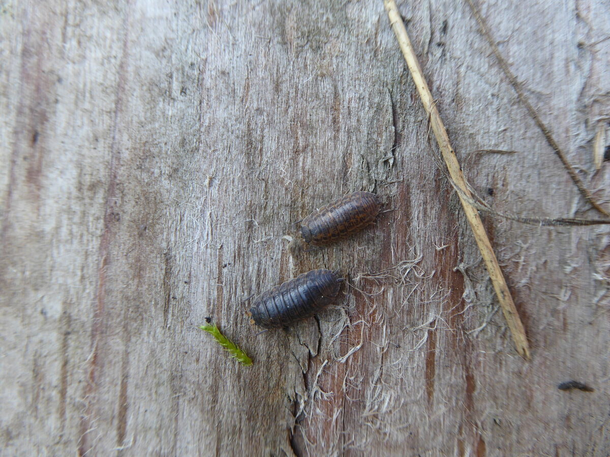 Terrestrial isopods are in Alberta and researchers are on a mission to ...