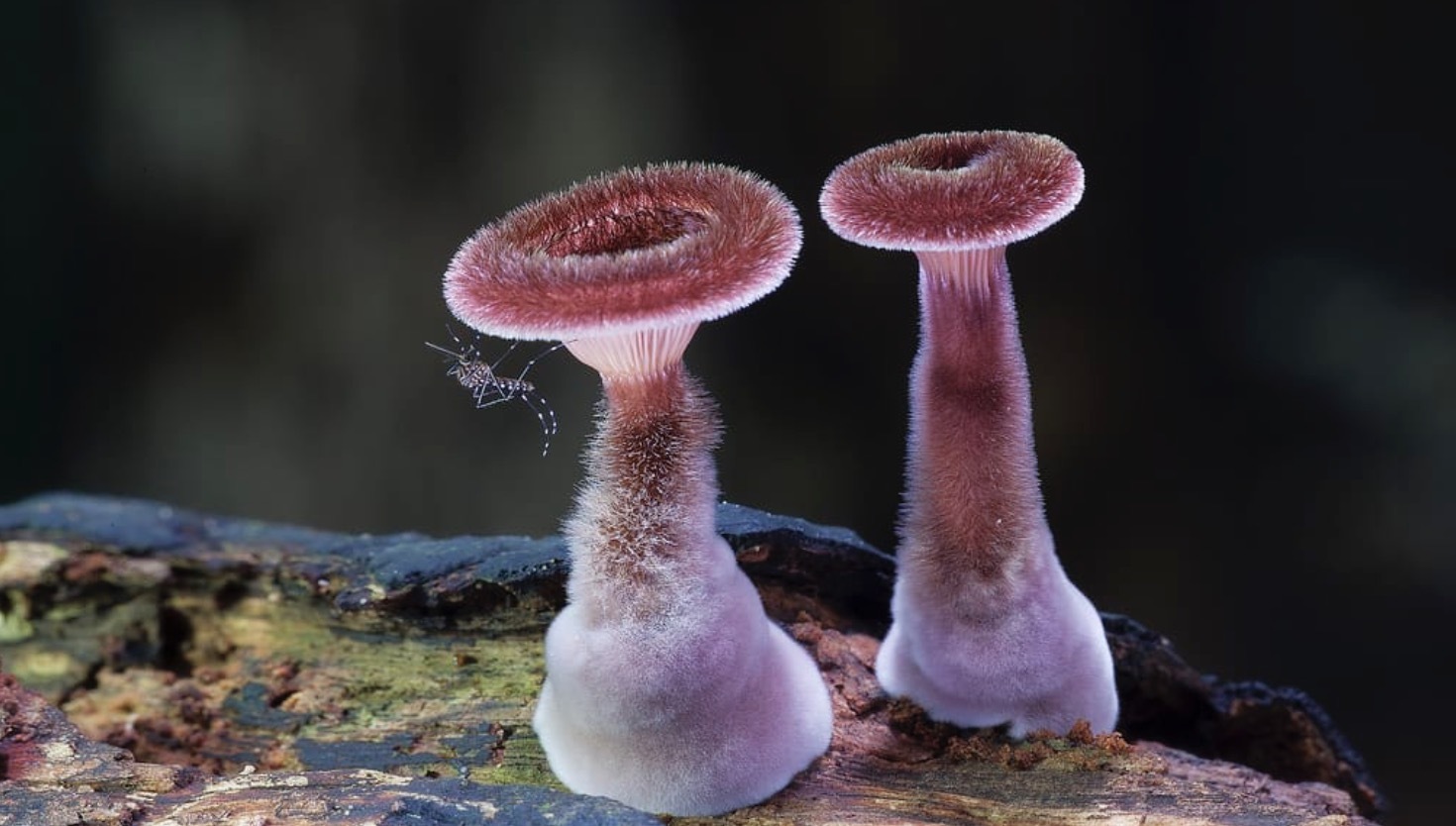 Australia’s Funky Fungi