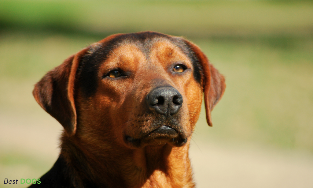 🐶Here's the language that dogs think in?