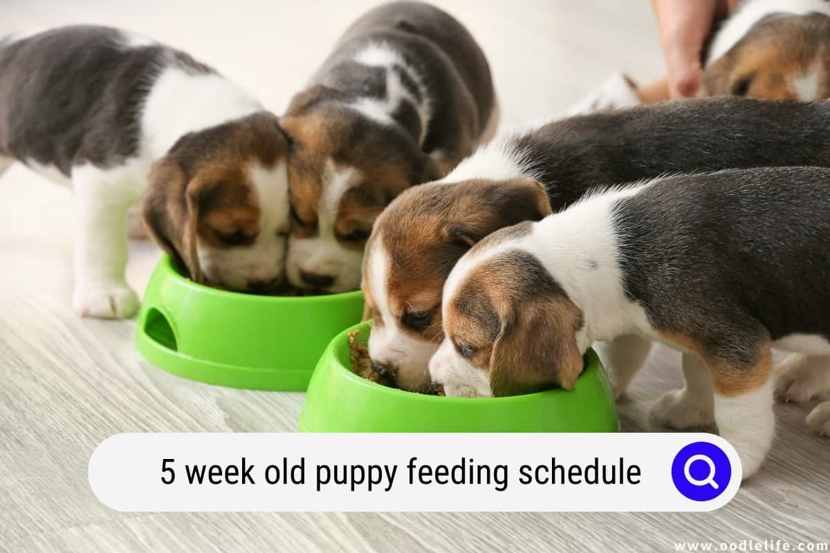 5 Week Old Puppy Feeding Schedule [Guide]