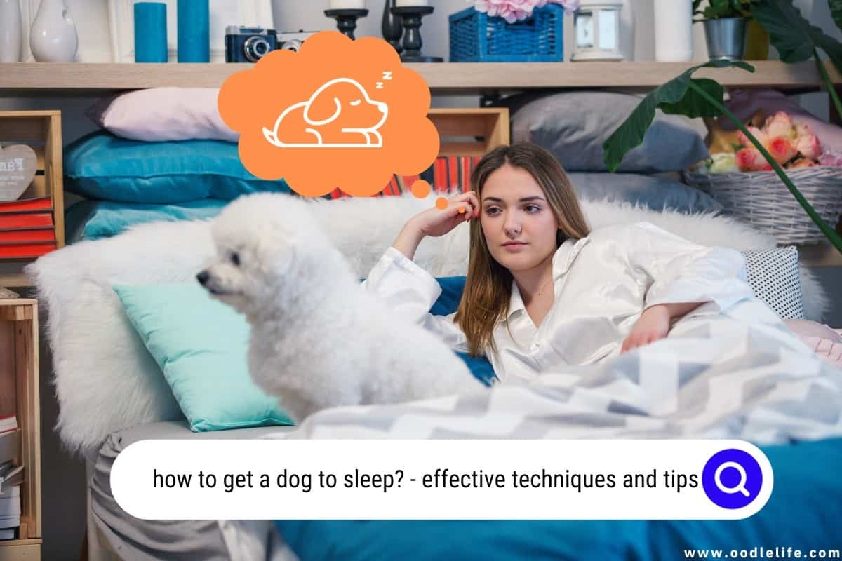 How to Get a Dog to Sleep? [20 Strategies]