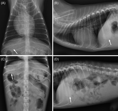 Correlation of radiographic and ultrasonographic appearance of ...