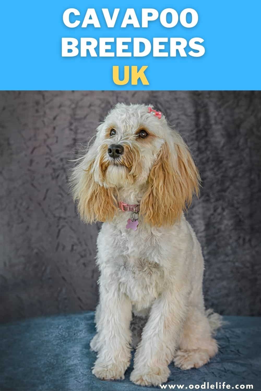 7 Best Cavapoo Breeders UK 2024