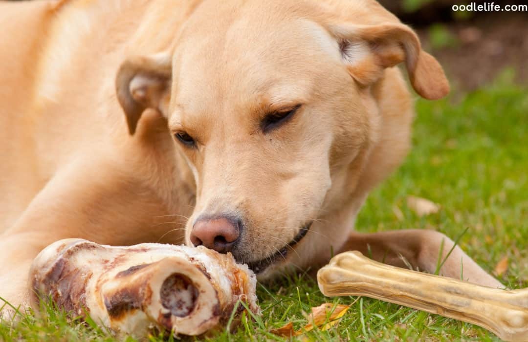 Are Smoked Dog Bones Safe? (DIY and How to Make)