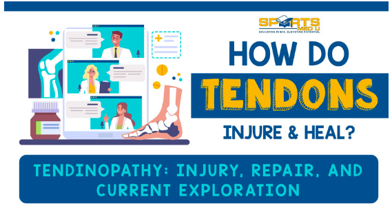 Tendon injury & healing 🩹🔍