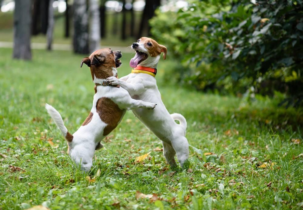 Why Do Dogs Recognize & Prefer Some Dogs Over Other Dogs?