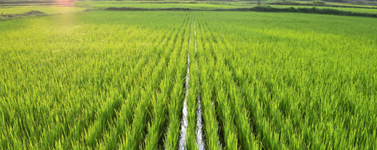 🏭 The most protected rice