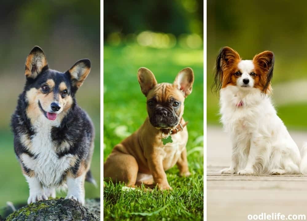 11 Dogs That Stay Small Forever (with Photos)