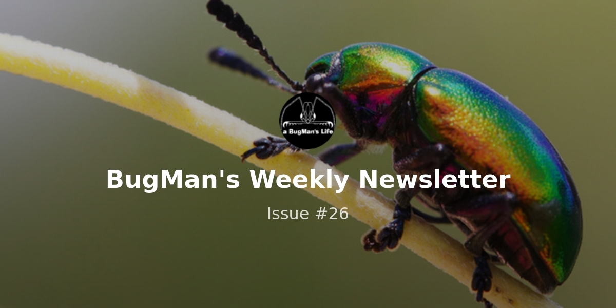 Insects and Light - Issue #26