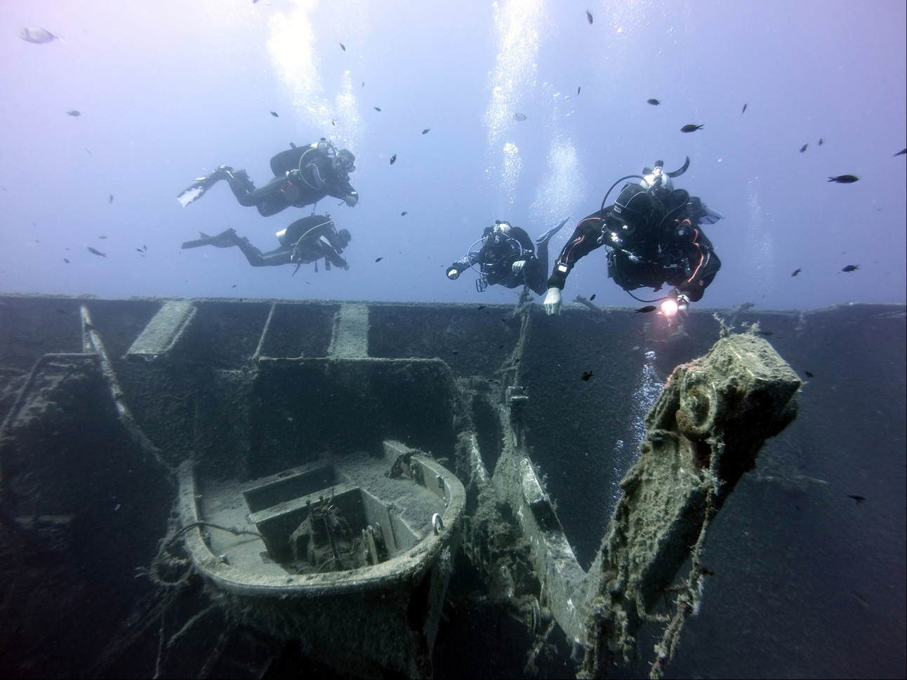 AI Whale Talk, Zenobia Wreck Tragedy, Coral Bleaching Crisis