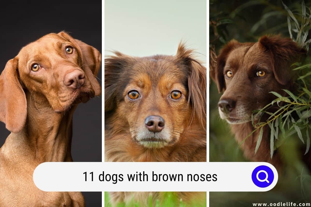11 Dogs With Brown Noses (Breeds) + Photos