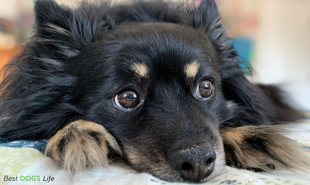 🧠How & what dogs really remember.