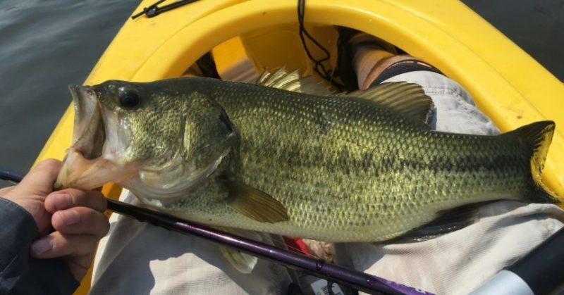Tips For Catching Post Spawn Bass – MTB
