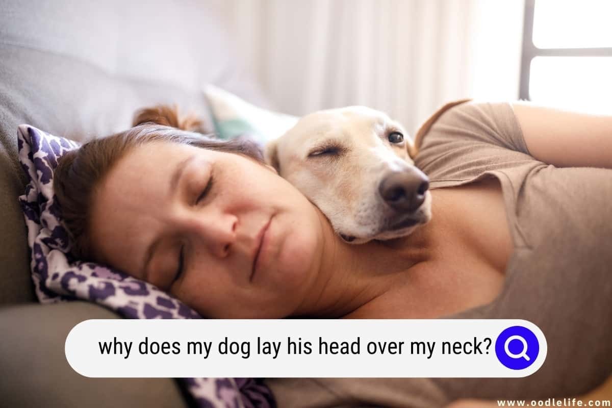 Why Does My Dog Lay His Head Over My Neck?