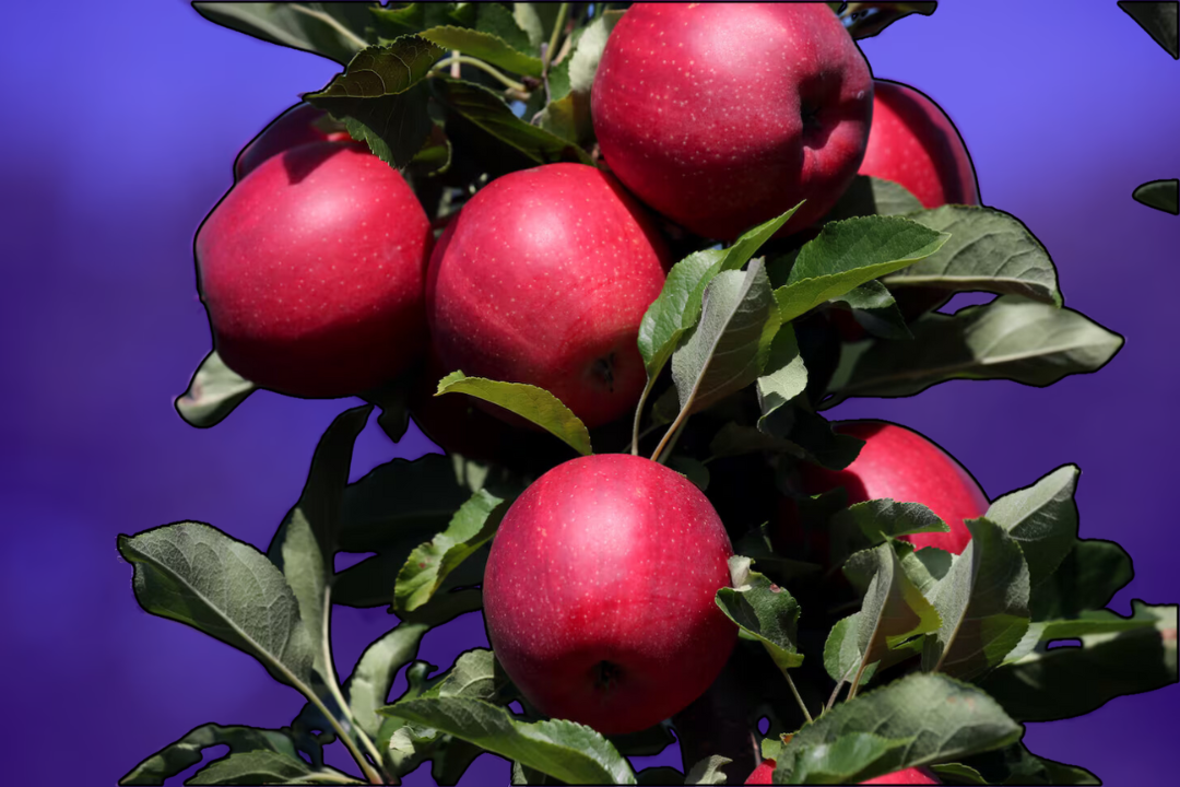 🍎 How do you like THESE apples?