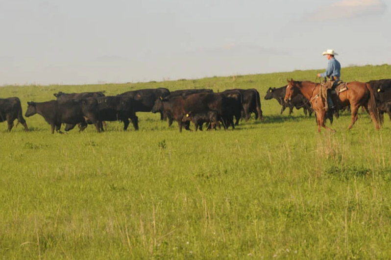💰 15 Ways to Invest Cow-Calf Profits