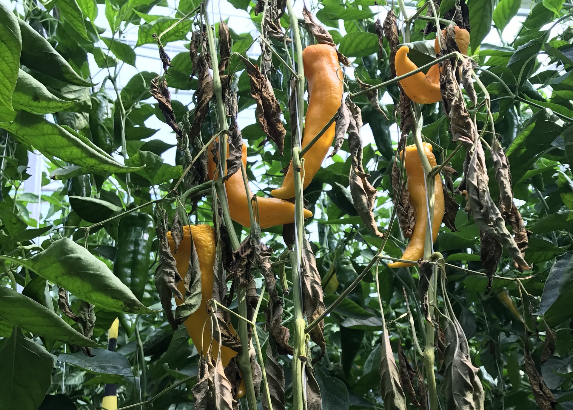 Robigalia Roundup LI