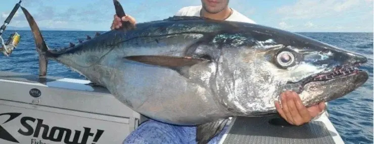 The Apex Predator Tuna You’ve Probably Never Fished