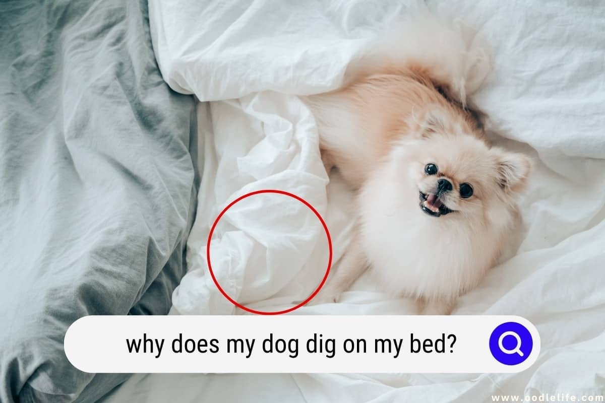 Why Does My Dog Dig on My Bed?
