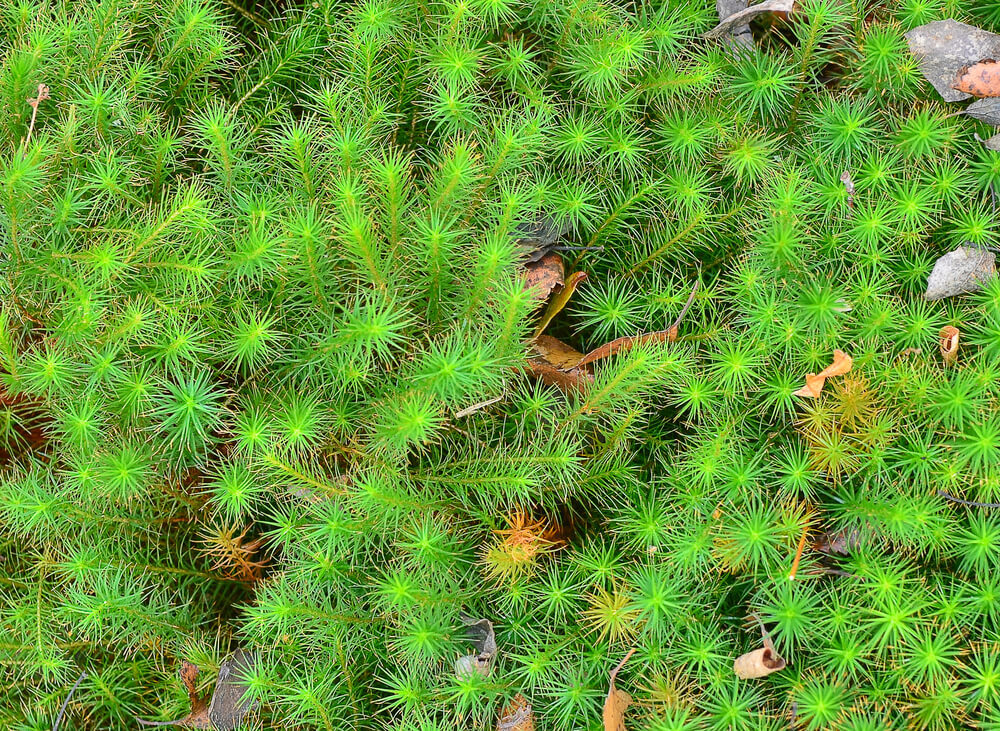 Types of Edible Moss: What Can You Eat To Survive an Emergency?