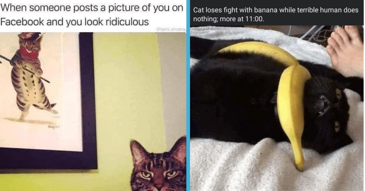 Feisty Cat Memes To Spice Up Your Caturday 😻