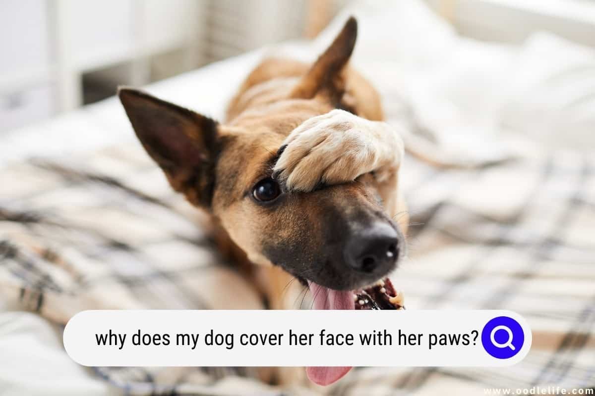 Why Does My Dog Cover Her Face with Her Paws? (Meaning)