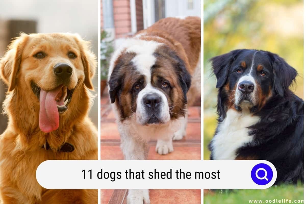 11 Dogs that Shed the MOST (+ Photos)