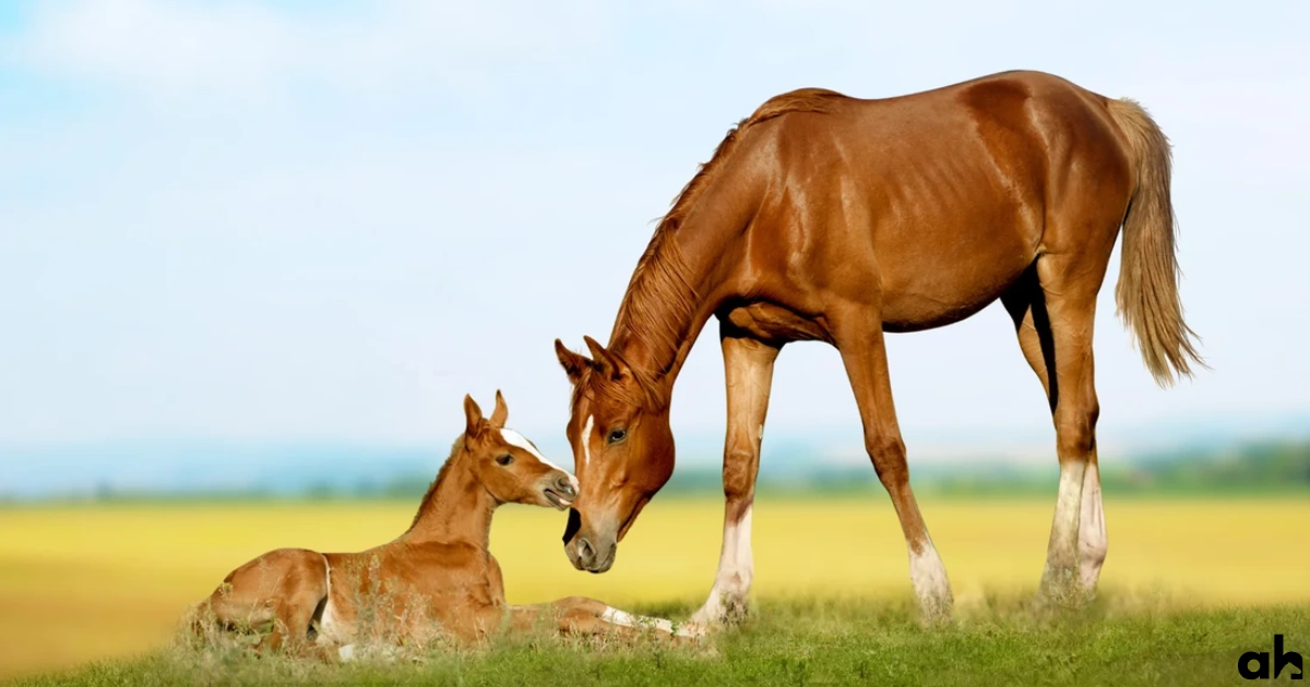 What Is A Broodmare? Definition & Facts