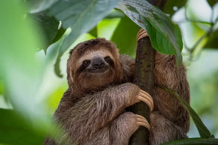 Sloths Do this Longer than Dolphins