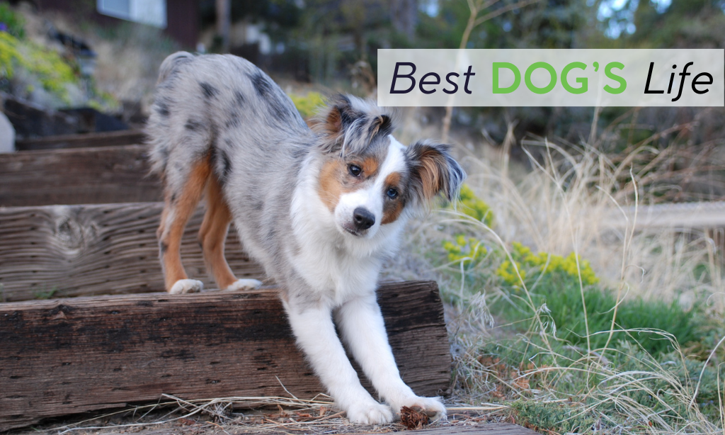 🐕How To Decode Your Dog’s Stretching Signals.