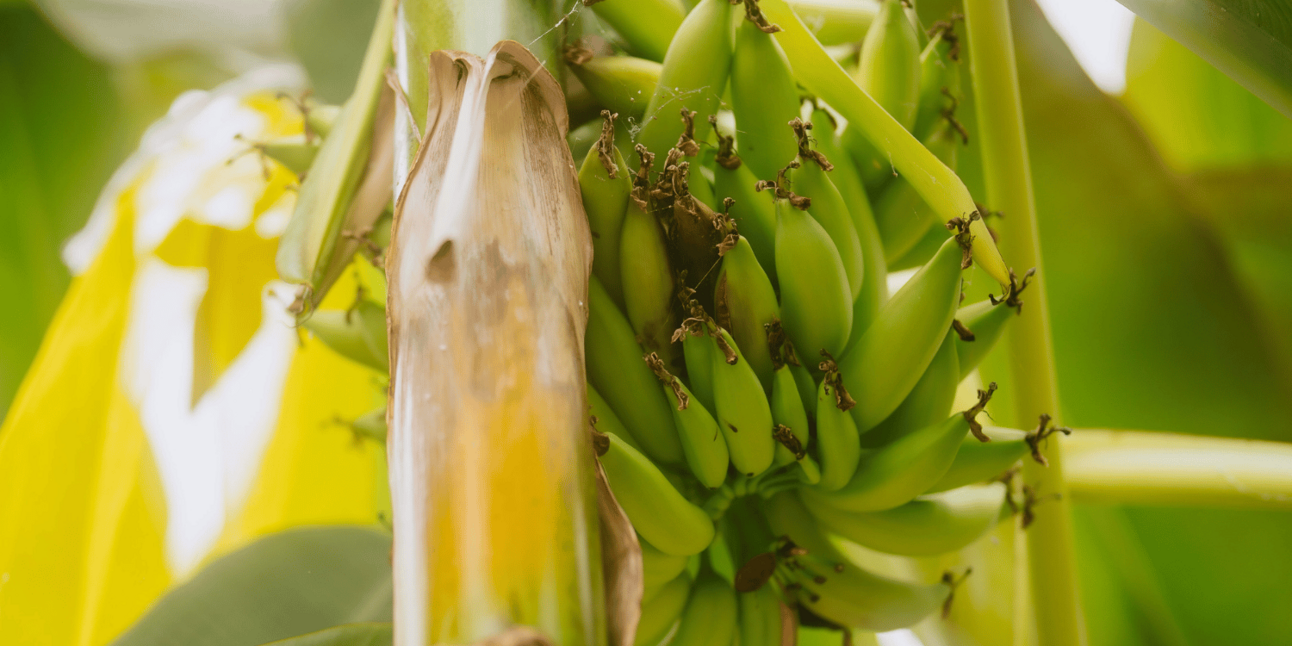 The Banana Hybrid That Will Change Everything