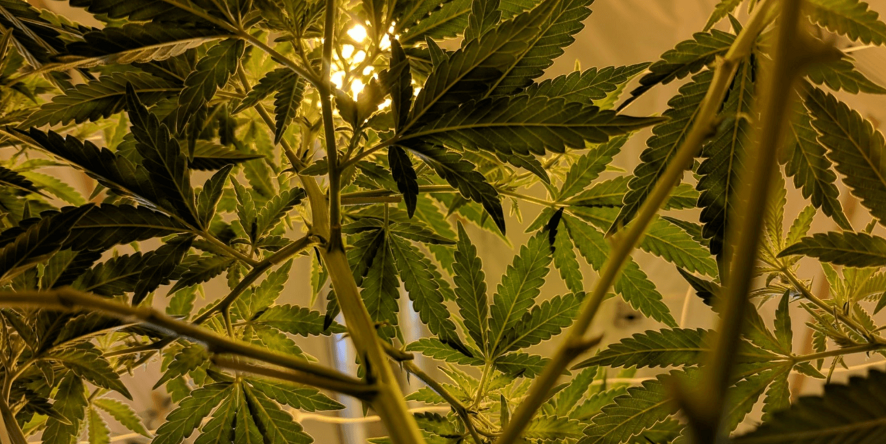 Will Jay-Z’s Weed SPAC Dominate the Entire Cannabis Industry?